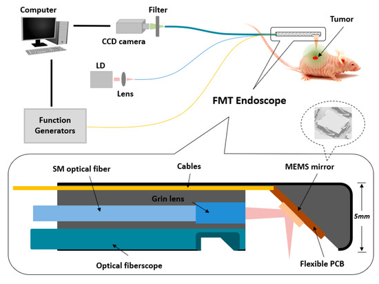 IJMS | Free Full-Text | In Vivo Evaluation of a Miniaturized ...