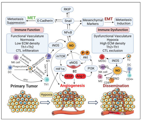 The Role of Nitric Oxide in Cancer: Master Regulator or NOt?