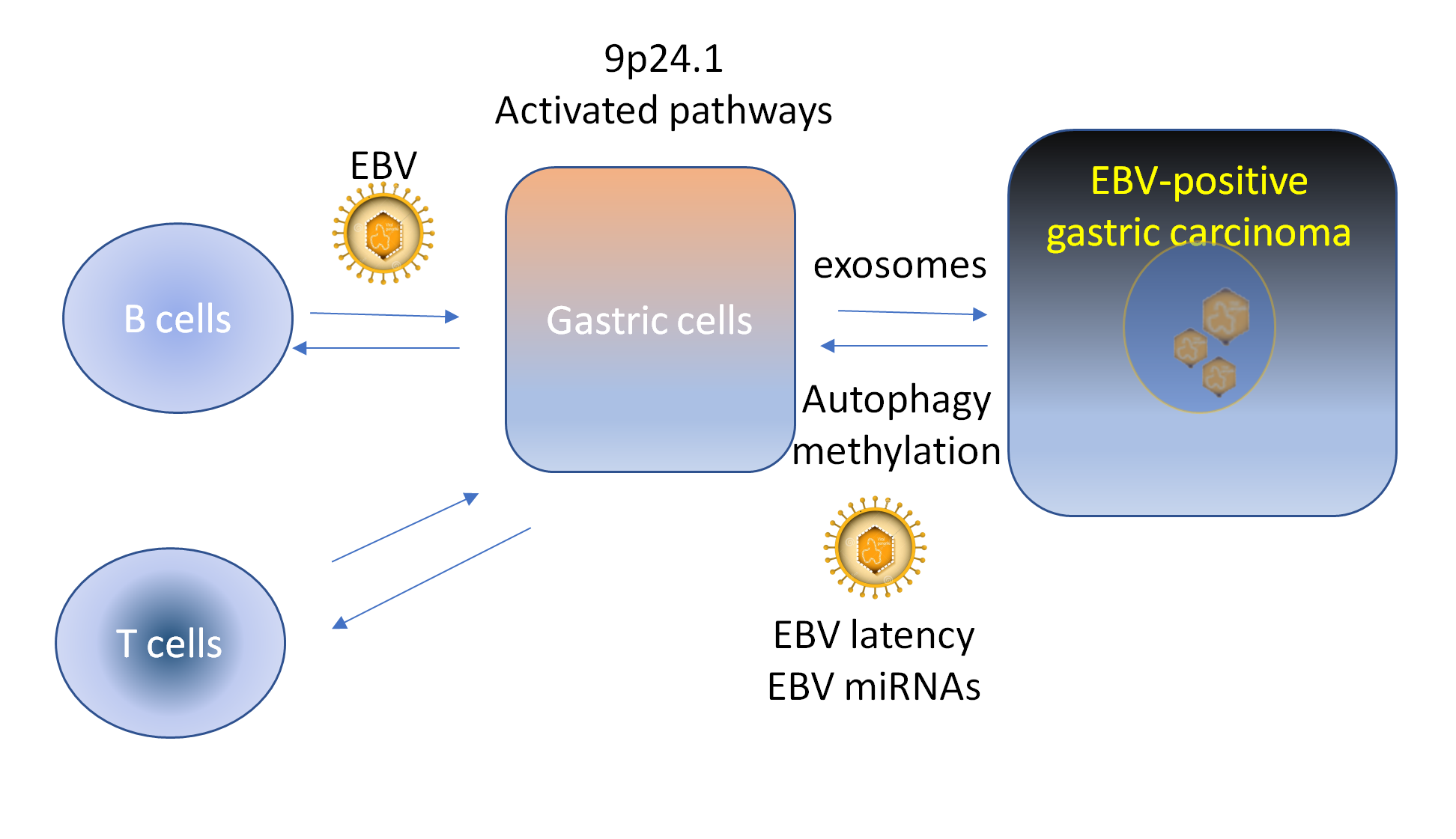 IJMS | Free Full-Text | Overview of Epstein–Barr-Virus-Associated ...