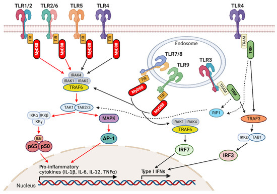 Toll-Like Receptor 2 at the Crossroad between Cancer Cells, the Immune System, and the Microbiota