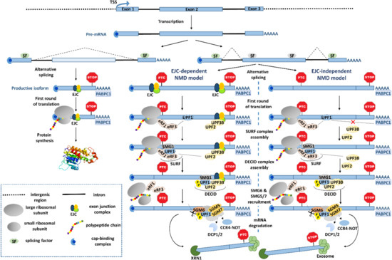 Perspective in Alternative Splicing Coupled to Nonsense-Mediated mRNA Decay