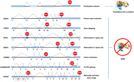 Perspective in Alternative Splicing Coupled to Nonsense-Mediated mRNA Decay