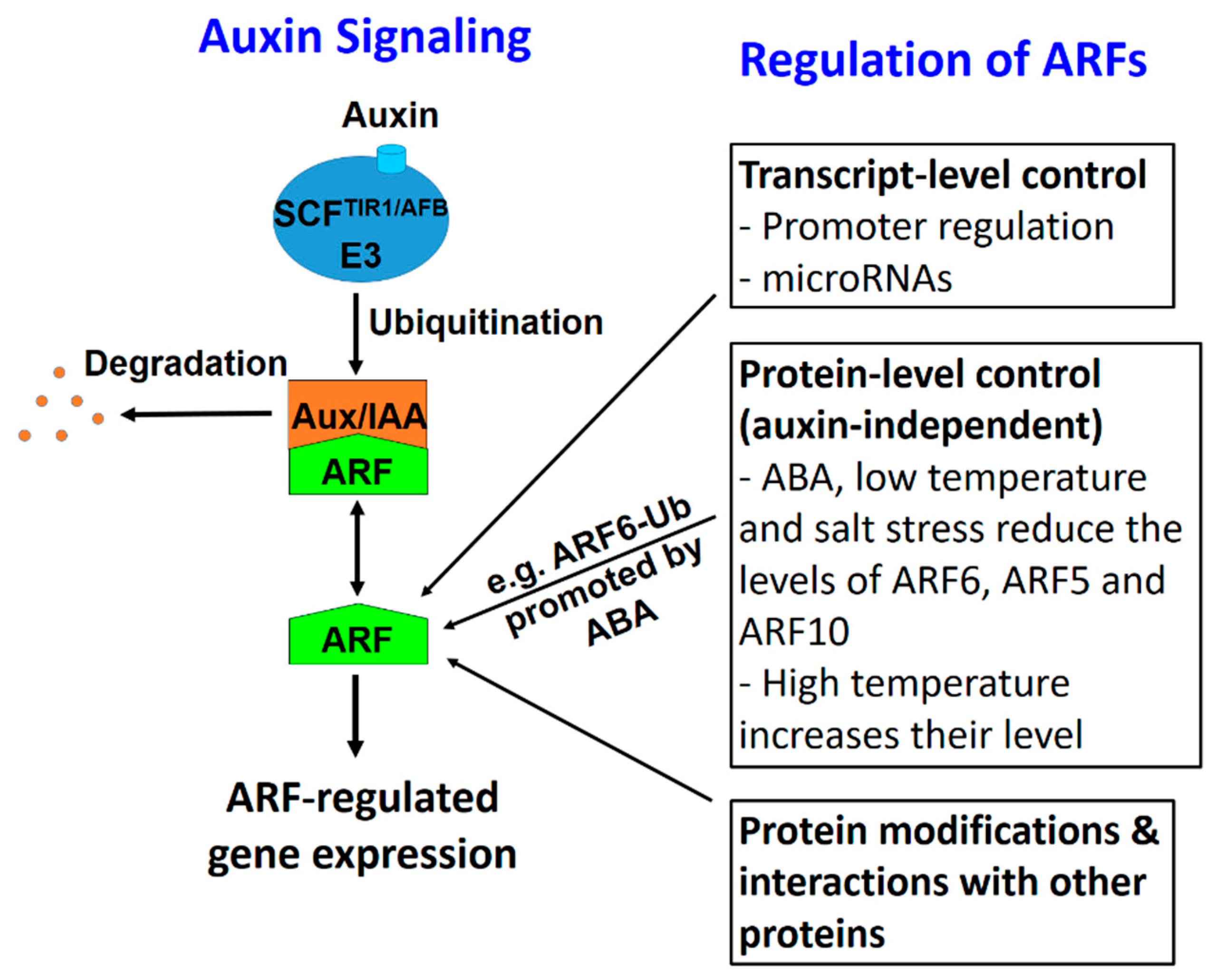 Protein Levels of Several Arabidopsis Auxin Response Factors Are ...