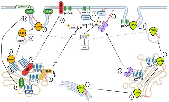 Putative Role of Protein Palmitoylation in Cardiac Lipid-Induced ...