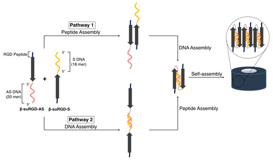 IJMS | Special Issue : Self-Assembly Mechanism and Connection of ...