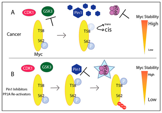 The Molecular ‘Myc-anisms’ behind Myc-Driven Tumorigenesis and the ...