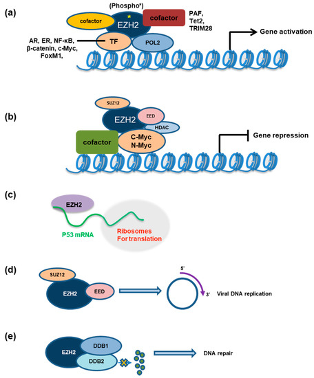 No Easy Way Out for EZH2: Its Pleiotropic, Noncanonical Effects on Gene Regulation and Cellular ...