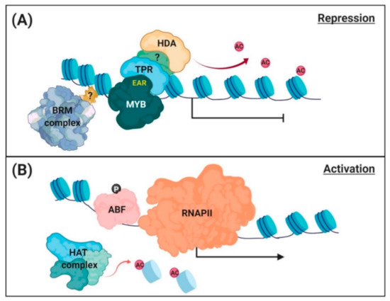 Transcriptional Regulation of Protein Phosphatase 2C Genes to Modulate ...