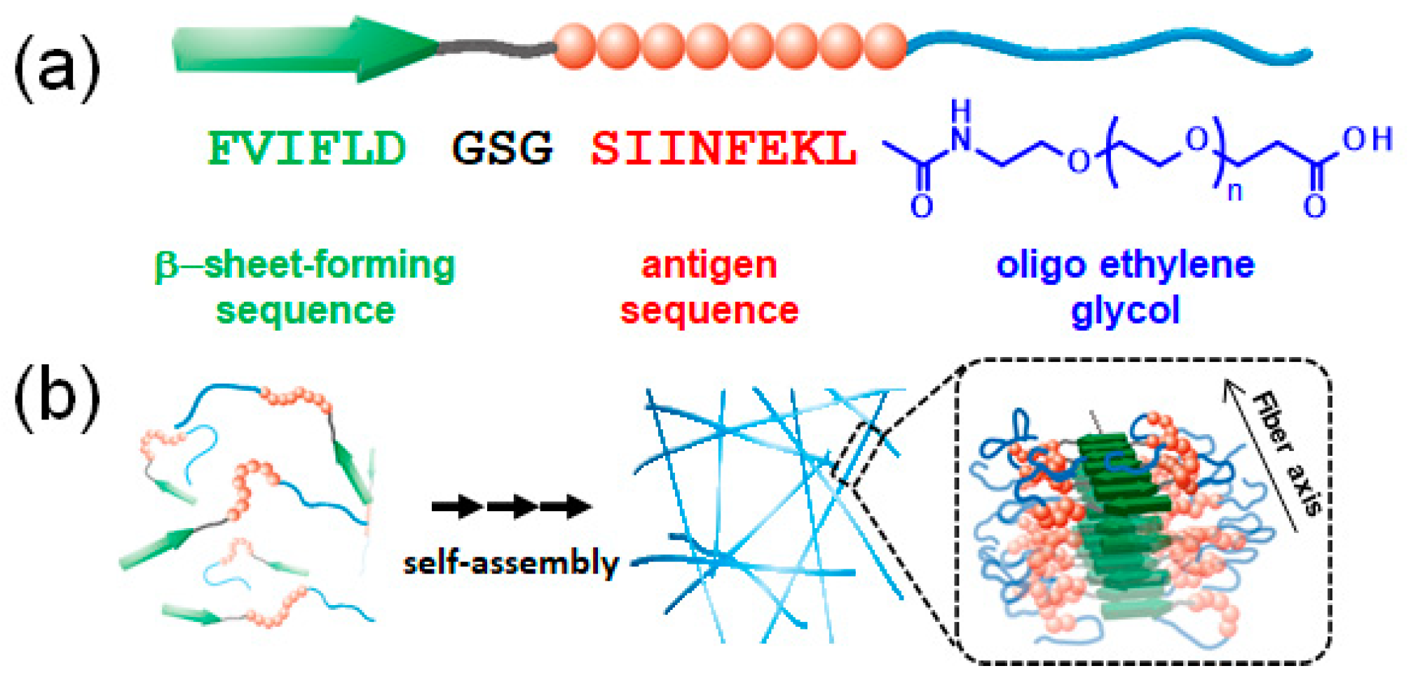 Investigation on the Interactions between Self-Assembled β-Sheet ...