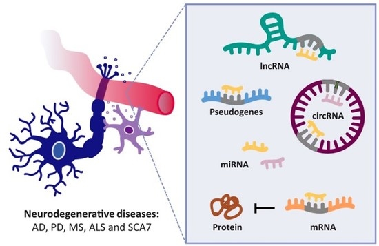 IJMS | Free Full-Text | Competing Endogenous RNA Networks as Biomarkers in Neurodegenerative ...