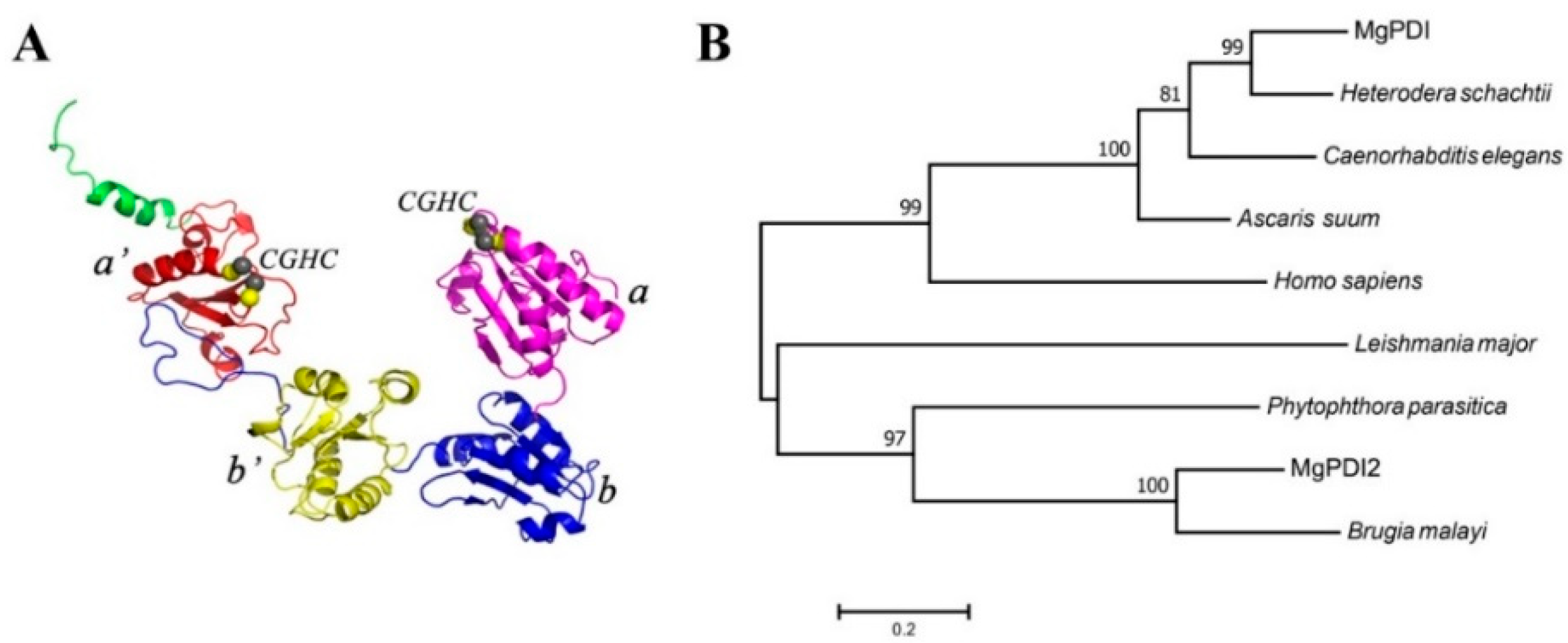 Ijms Free Full Text Identification And Characterization Of A Novel