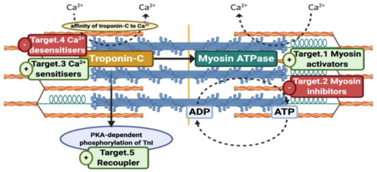 Small Molecules Acting on Myofilaments as Treatments for Heart and ...