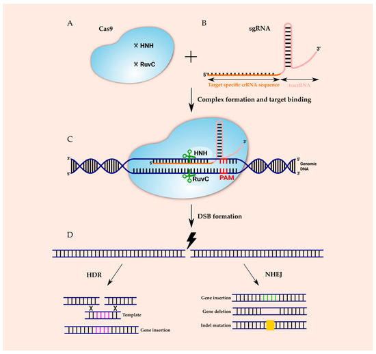 Various Aspects of a Gene Editing System—CRISPR–Cas9