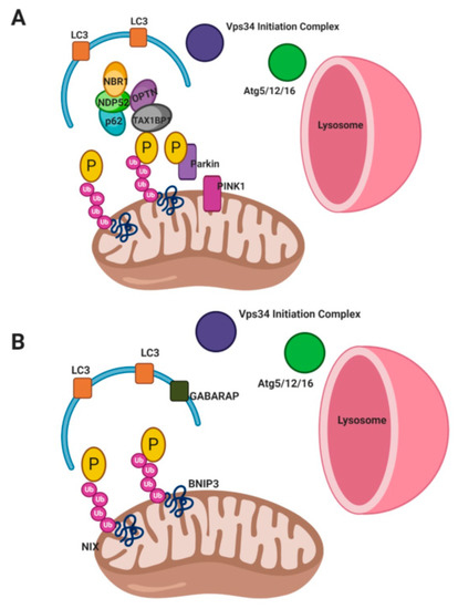 Mitophagy and the Brain