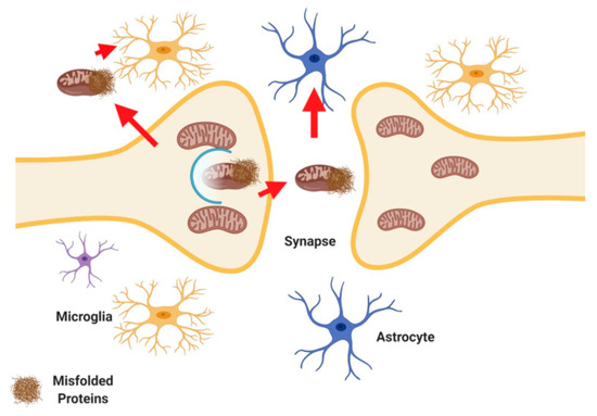 Mitophagy and the Brain