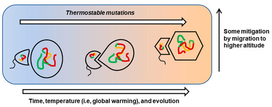 Evolution of Protein Structure and Stability in Global Warming
