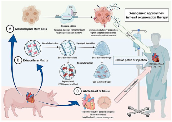 Xenogeneic and Stem Cell-Based Therapy for Cardiovascular Diseases ...
