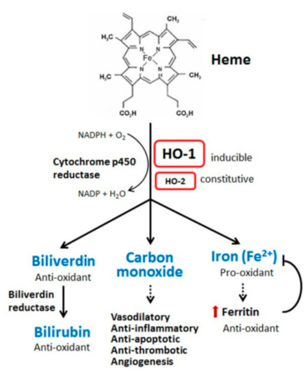 Heme Degradation in Pathophysiology of and Countermeasures to ...