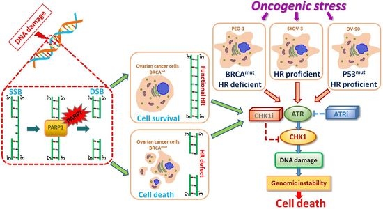 IJMS | Special Issue : DNA Replication Stress and Chromosomal Instability