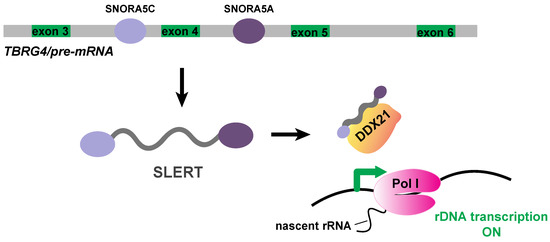 Non-Coding RNA-Driven Regulation of rRNA Biogenesis