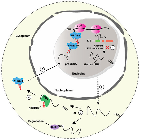 Non-Coding RNA-Driven Regulation of rRNA Biogenesis