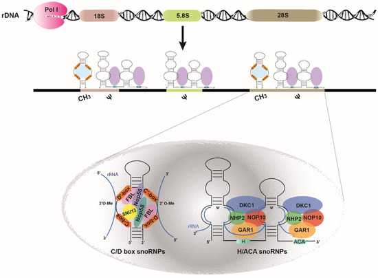Non-Coding RNA-Driven Regulation of rRNA Biogenesis