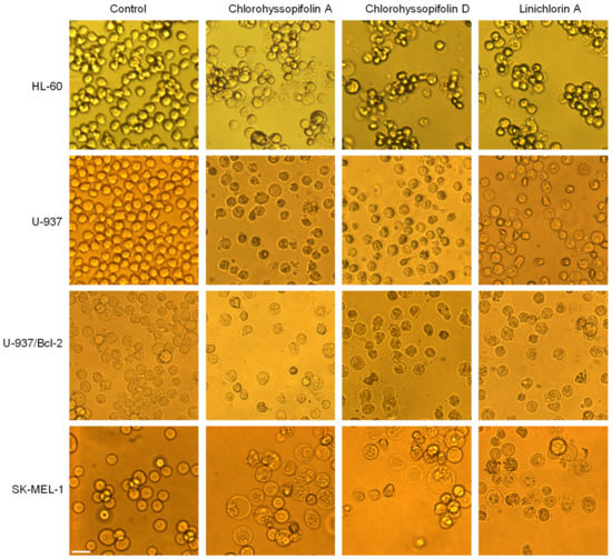 Chlorinated Guaiane-Type Sesquiterpene Lactones as Cytotoxic Agents ...