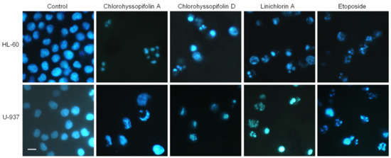 Chlorinated Guaiane-Type Sesquiterpene Lactones as Cytotoxic Agents ...