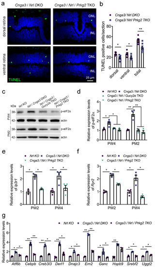 The cGMP-Dependent Protein Kinase 2 Contributes to Cone Photoreceptor ...