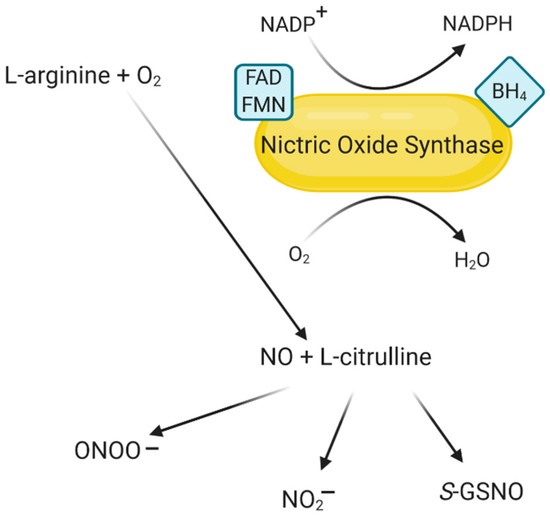 Human Nitric Oxide Synthase—Its Functions, Polymorphisms, and Inhibitors in the Context of ...