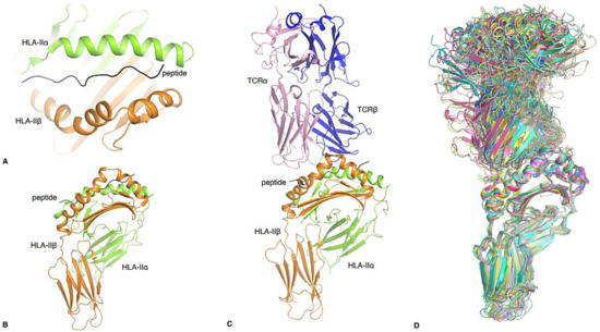 The Many Faces of CD4+ T Cells: Immunological and Structural ...