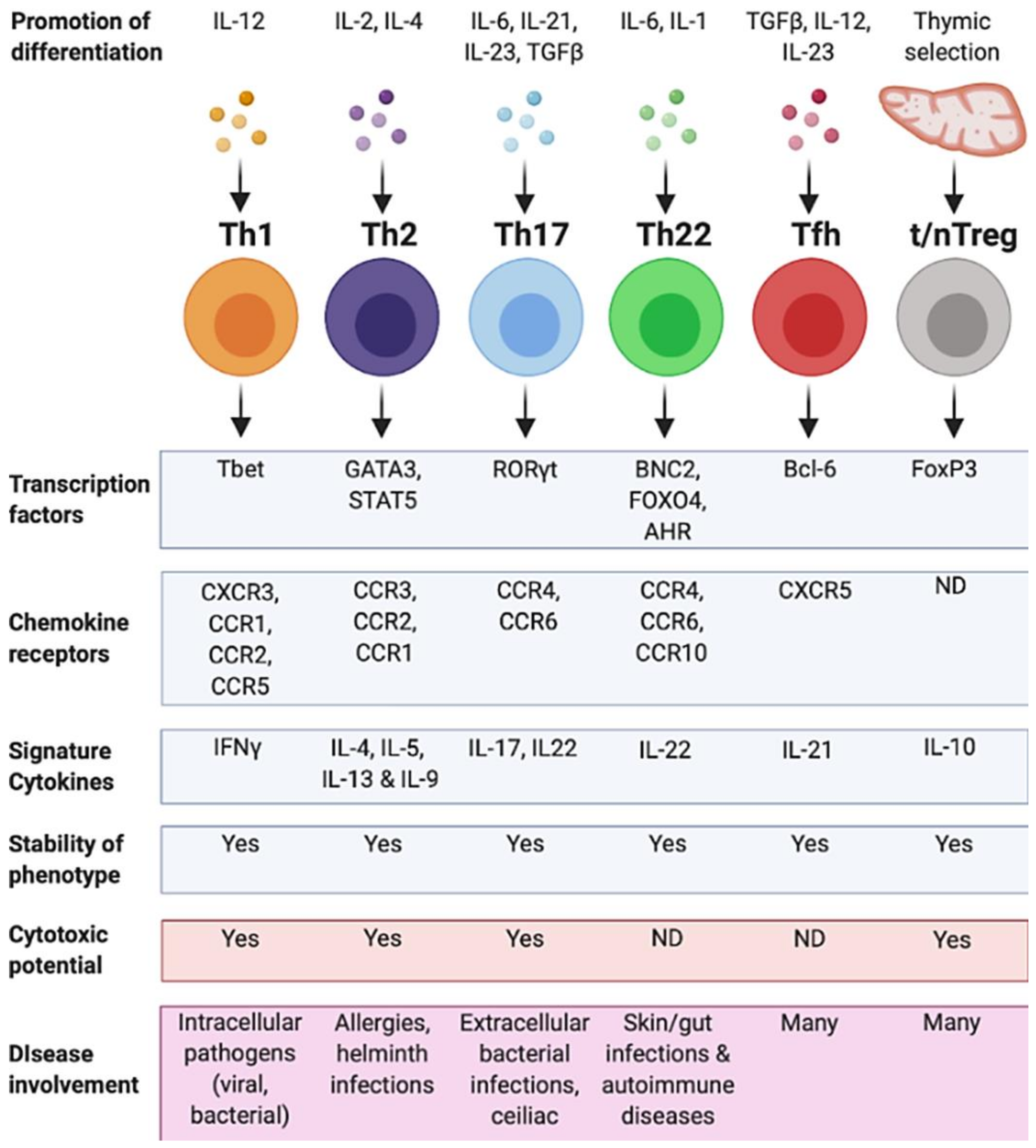 The Many Faces of CD4+ T Cells: Immunological and Structural Characteristics