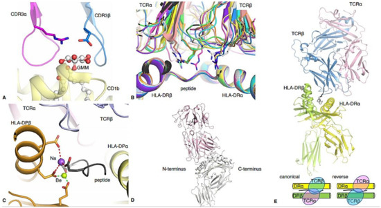 IJMS | Free Full-Text | The Many Faces of CD4+ T Cells: Immunological and Structural Characteristics