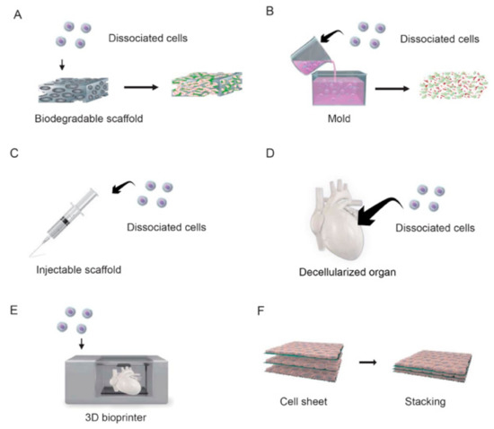 Capillary Networks for Bio-Artificial Three-Dimensional Tissues ...