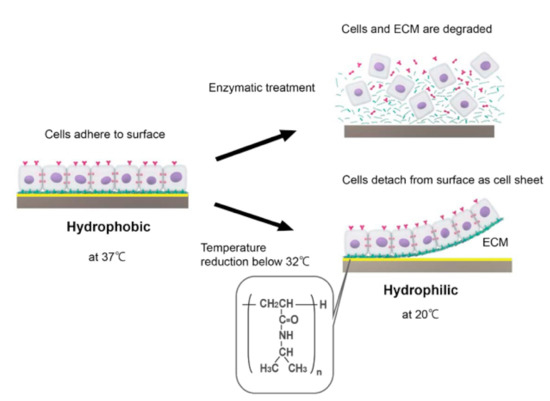 Capillary Networks for Bio-Artificial Three-Dimensional Tissues ...