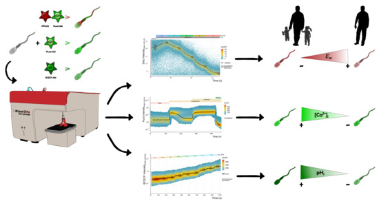 IJMS | Free Full-Text | Time-Lapse Flow Cytometry: A Robust Tool to ...