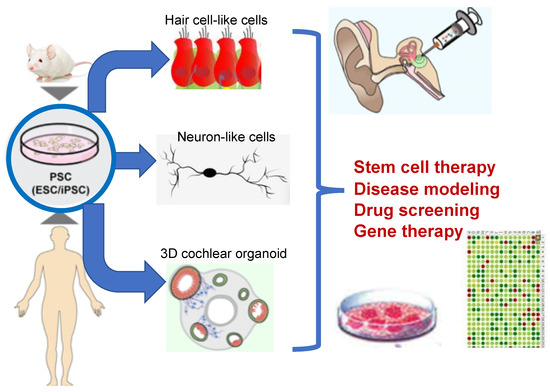Molecular Aspects of the Development and Function of Auditory Neurons