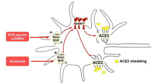 IJMS | Special Issue : Angiotensin Converting Enzyme 2 (ACE2): Cellular ...