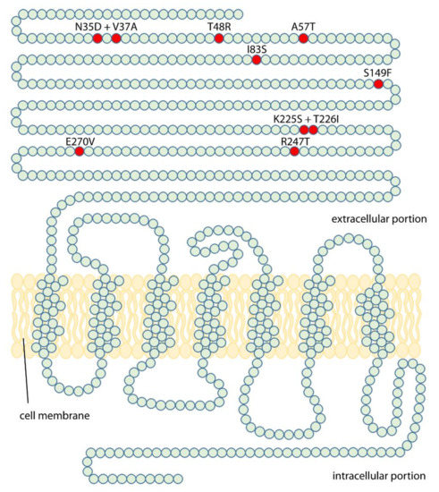 Identification of Key Receptor Residues Discriminating Human Chorionic ...
