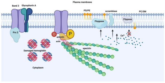 Extracellular Vesicles from Red Blood Cells and Their Evolving Roles in ...