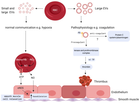 Extracellular Vesicles from Red Blood Cells and Their Evolving Roles in ...