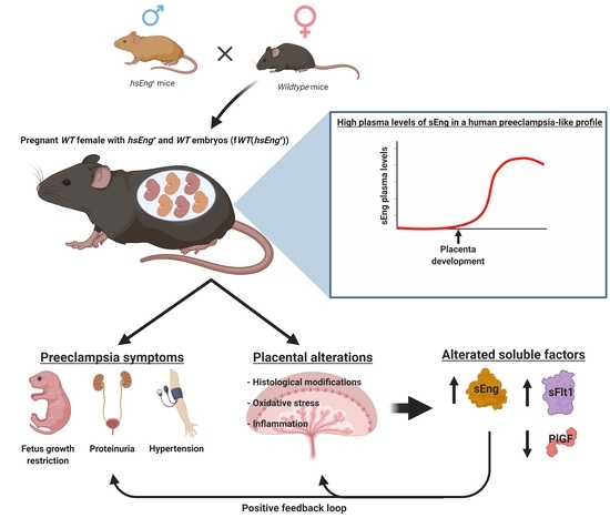 IJMS | Free Full-Text | Pregnancy-Induced High Plasma Levels of Soluble ...