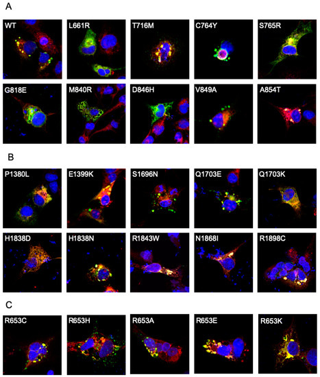 Functional Characterization of ABCA4 Missense Variants Linked to ...