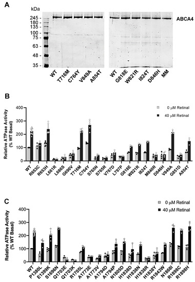 Functional Characterization of ABCA4 Missense Variants Linked to ...