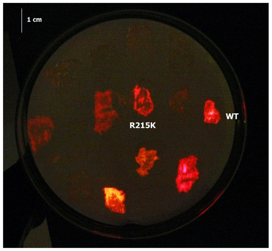 A Very Bright Far-Red Bioluminescence Emitting Combination Based on ...
