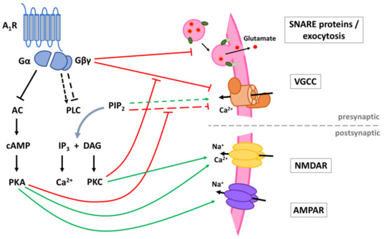 The Signaling Pathways Involved in the Anticonvulsive Effects of the ...