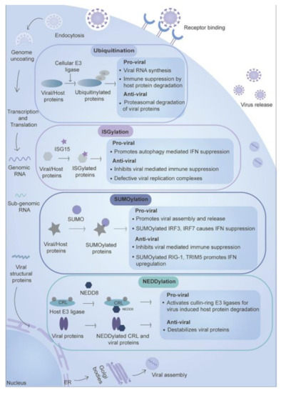 Role of Host-Mediated Post-Translational Modifications (PTMs) in RNA Virus Pathogenesis