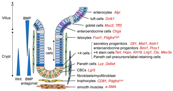 Plasticity of Intestinal Epithelium: Stem Cell Niches and Regulatory ...