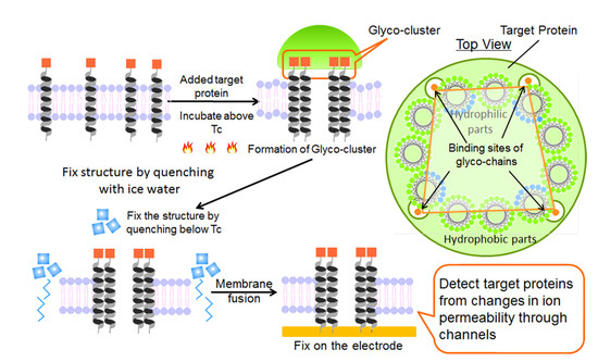 IJMS | Free Full-Text | Protein Sensing Device with Multi-Recognition ...