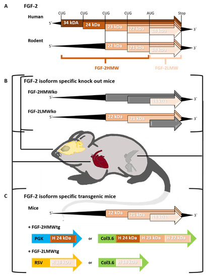 IJMS | Free Full-Text | What Can We Learn from FGF-2 Isoform-Specific ...